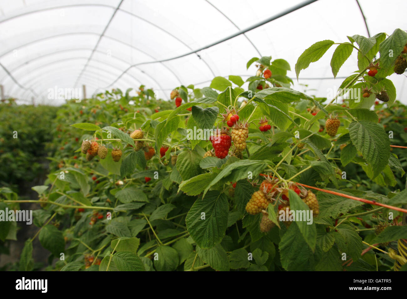Raspberries being grown in polytunnels on John Boyd's fruit farm on the ...