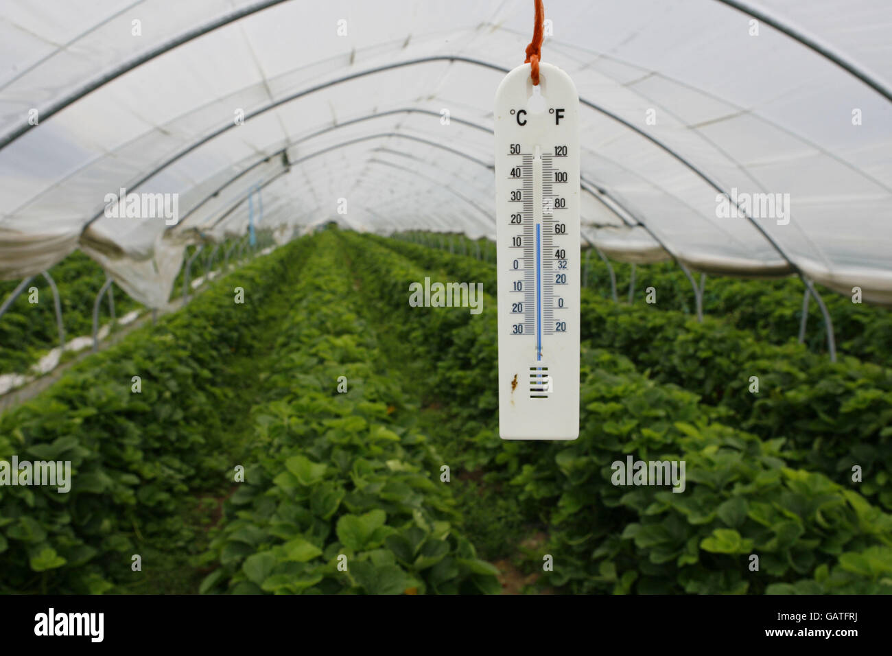 Strawberry Polytunnels High Resolution Stock Photography and Images - Alamy