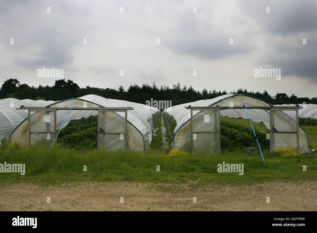 Strawberry polytunnel polytunnels strawberries hi-res stock photography ...