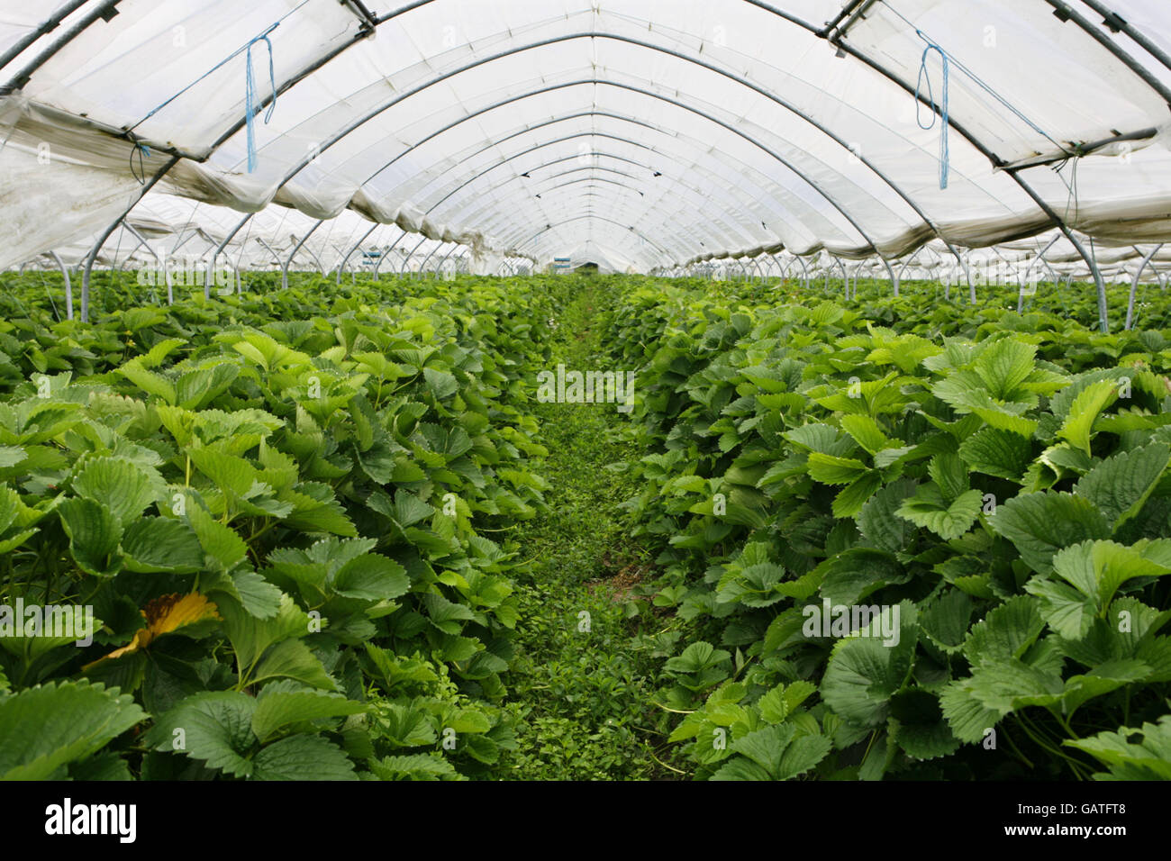 Tunnel grown strawberries hi-res stock photography and images - Alamy