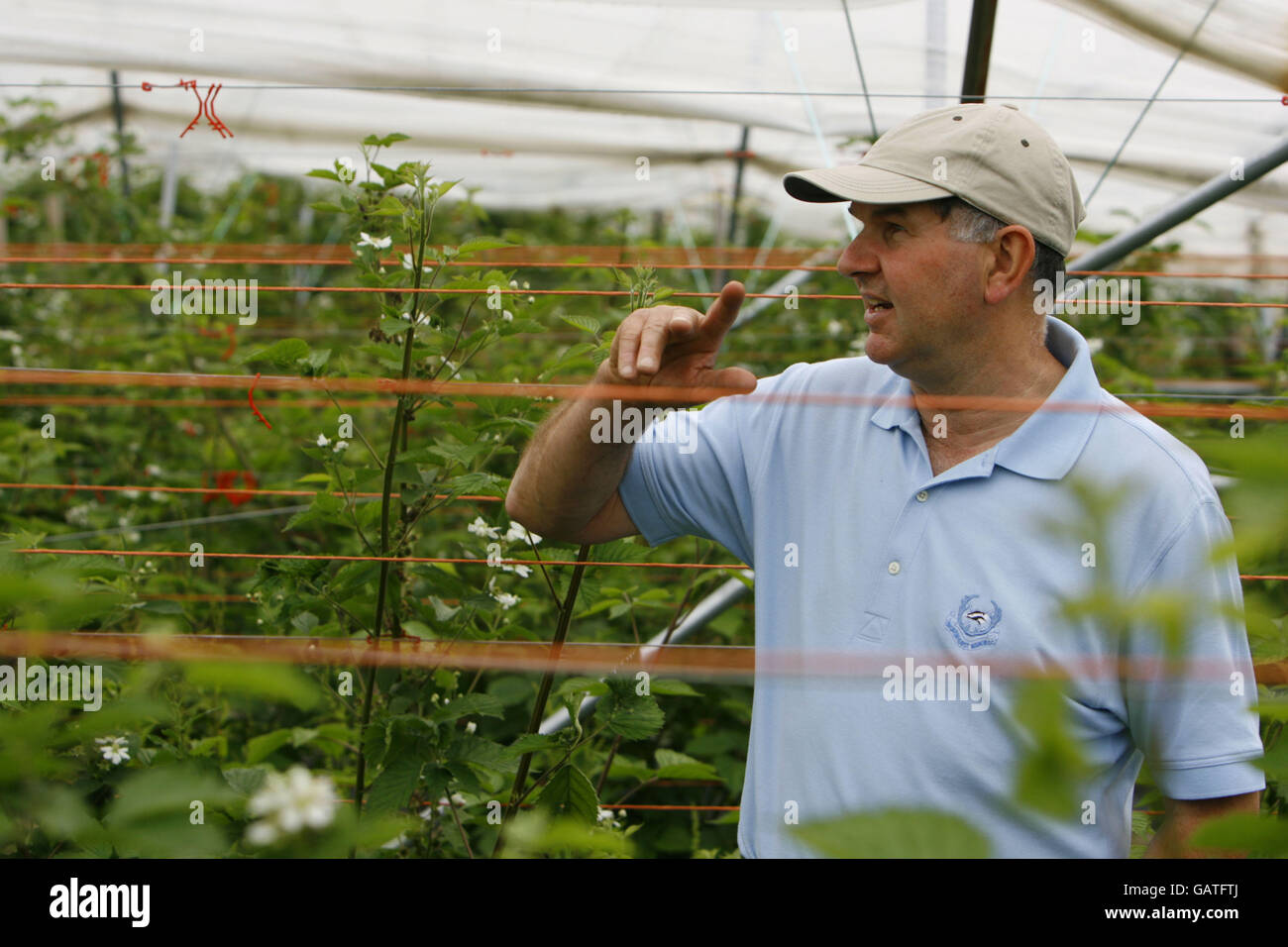 Tenant farmer John Boyd checks his raspberry crop in one the many ...