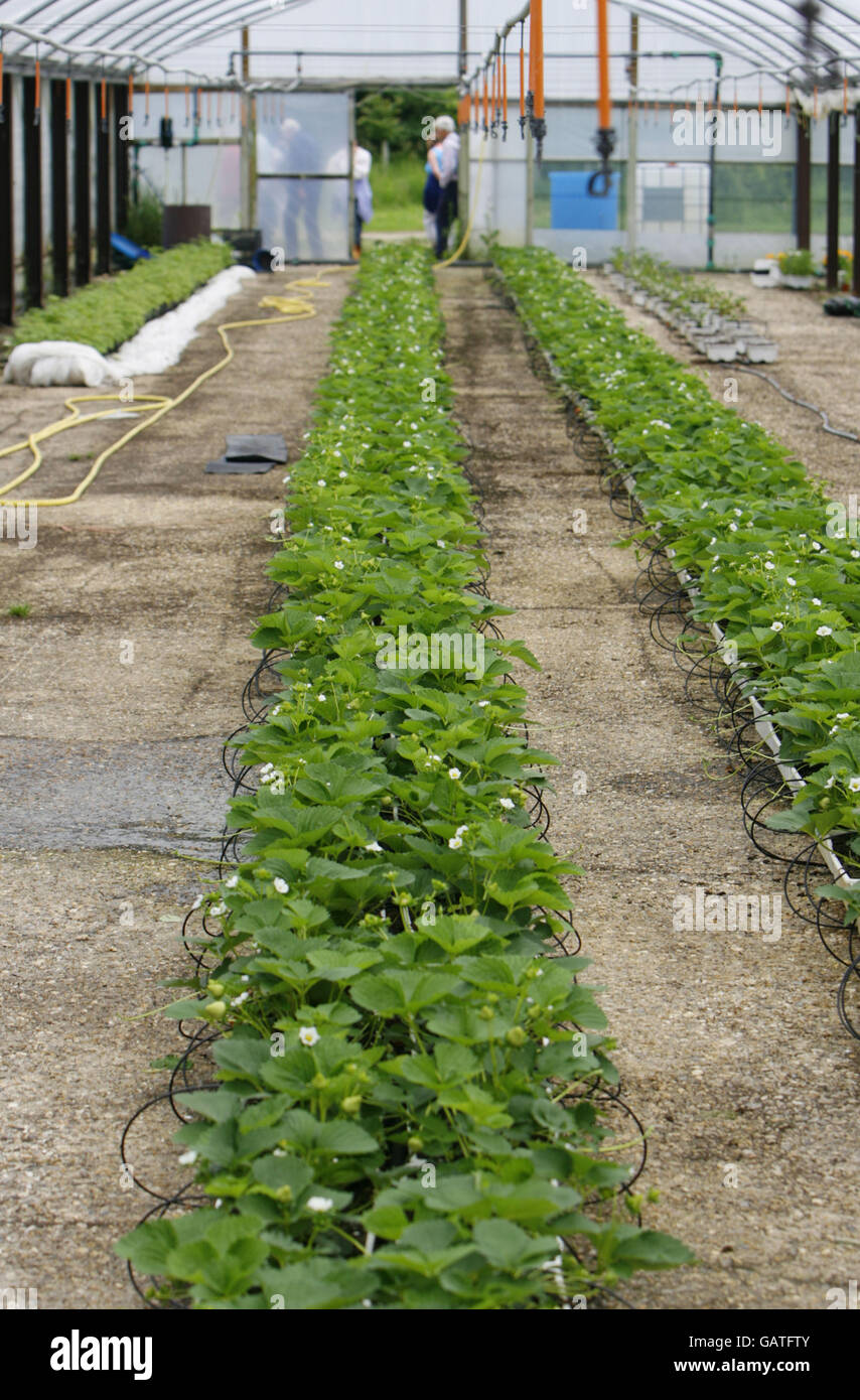 Strawberry polytunnel polytunnels strawberries hi-res stock photography ...