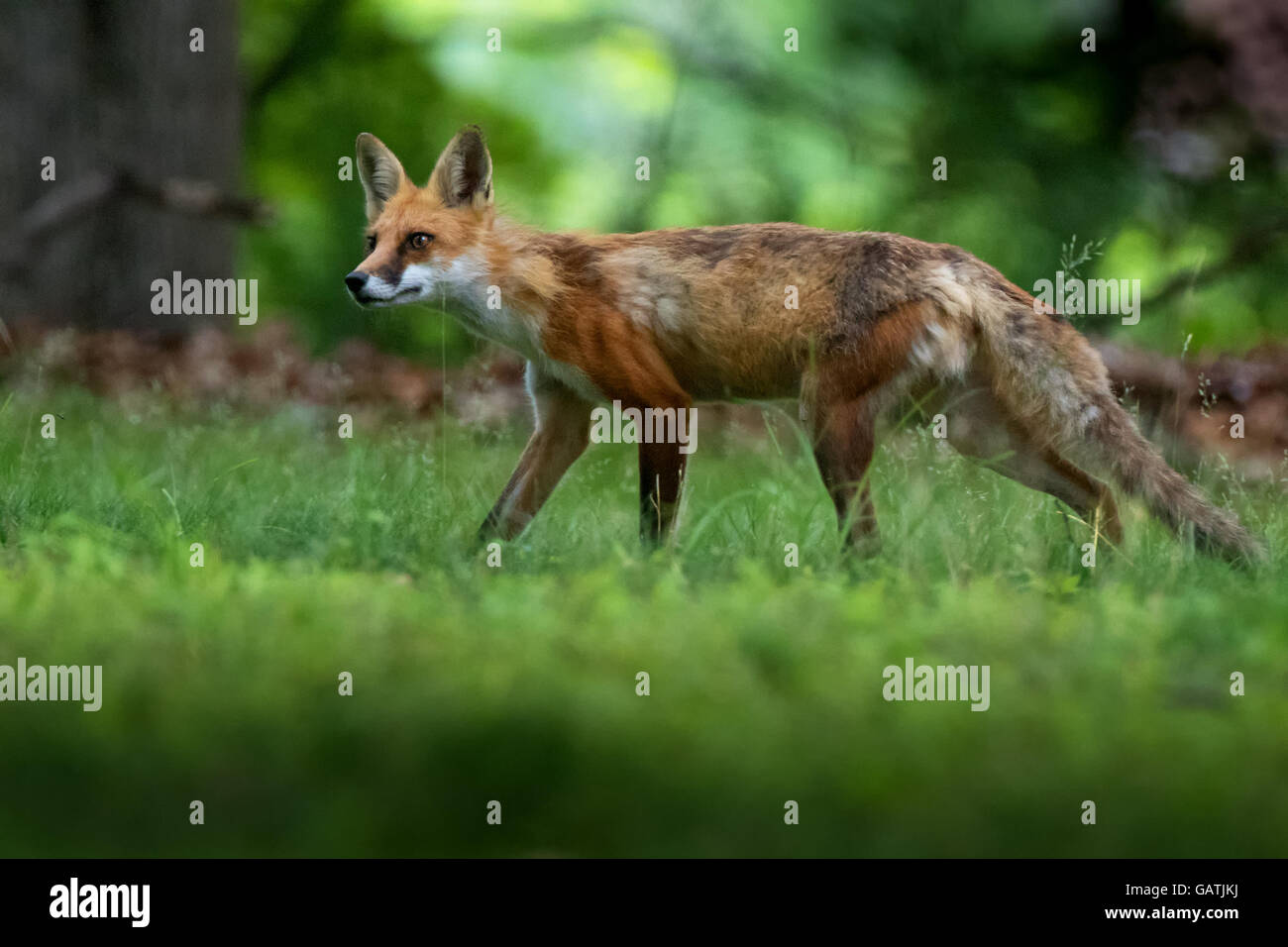 patches the red fox prowling for prey Stock Photo - Alamy