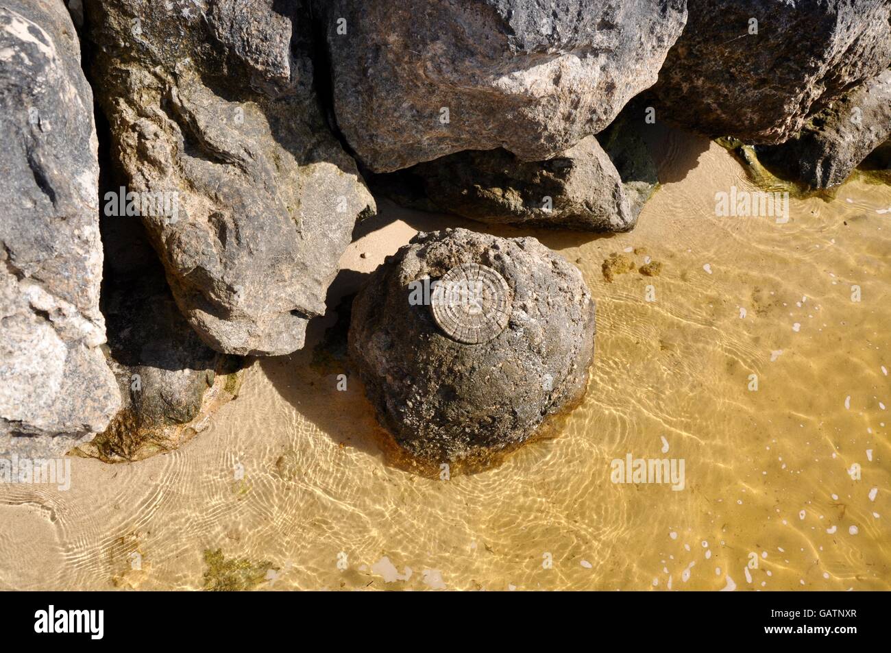 Moore River riverbank abstract with brown water and limestone rocks ...