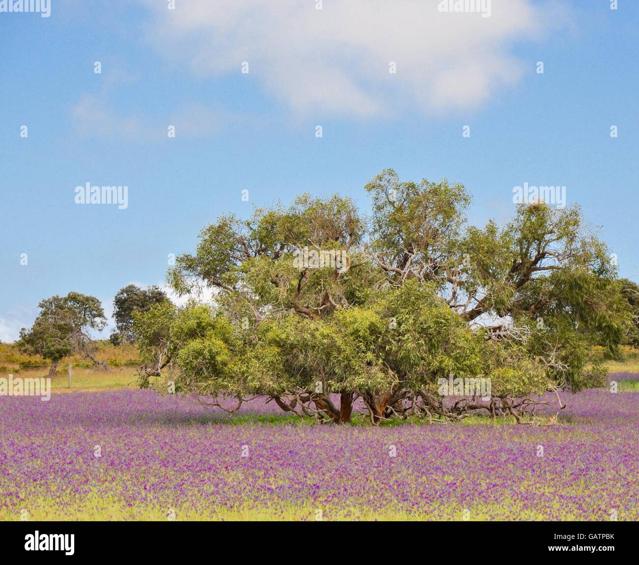 Vibrant landscape in Guilderton, Western Australia with low lying trees ...