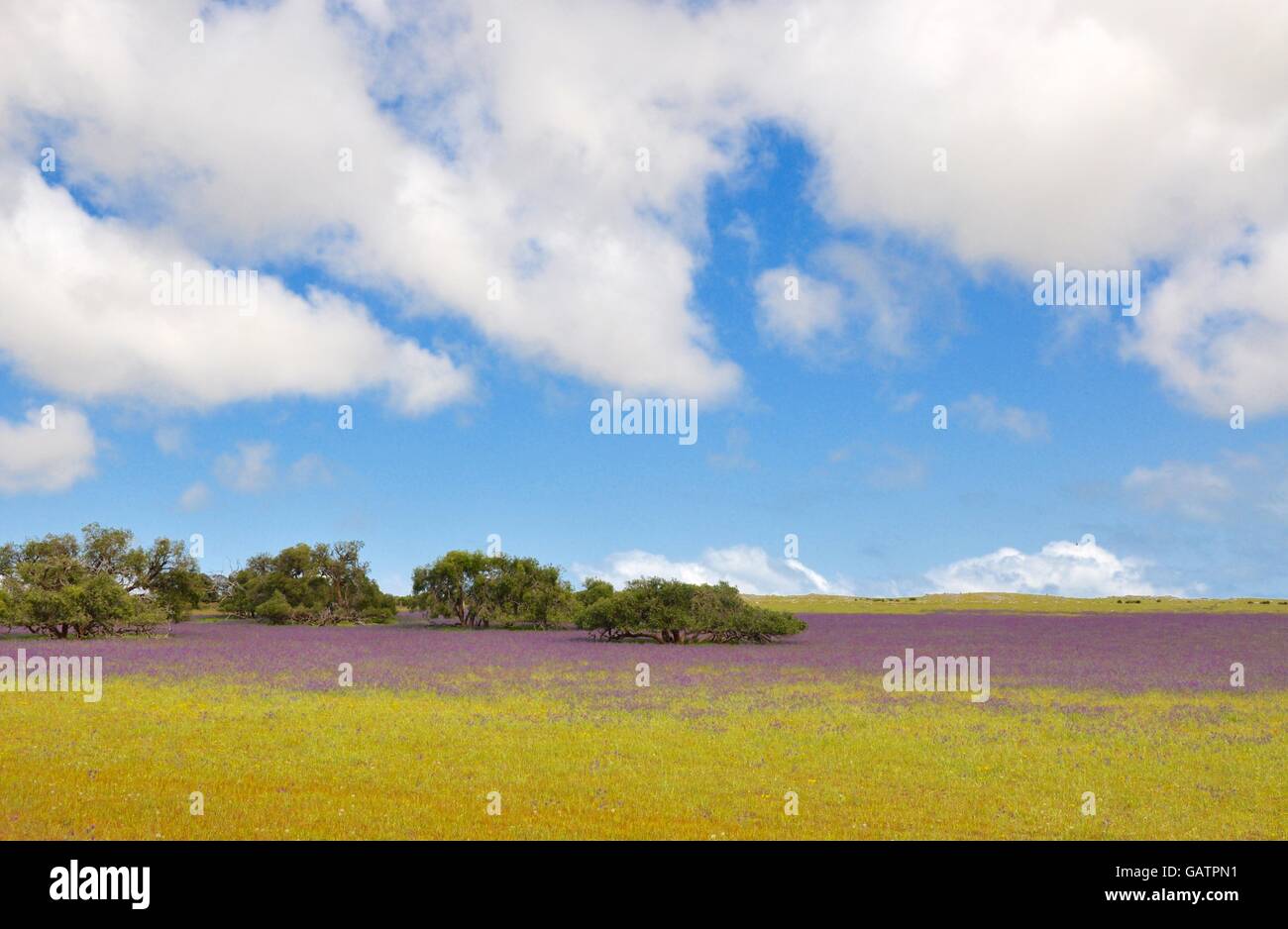 Vibrant landscape in Guilderton, Western Australia with low lying trees ...