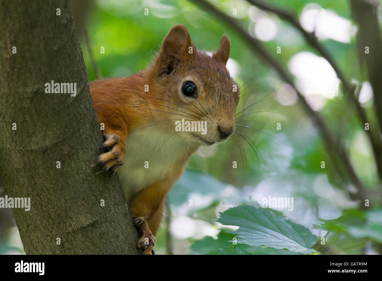 the photograph shows a squirrel on a tree Stock Photo - Alamy