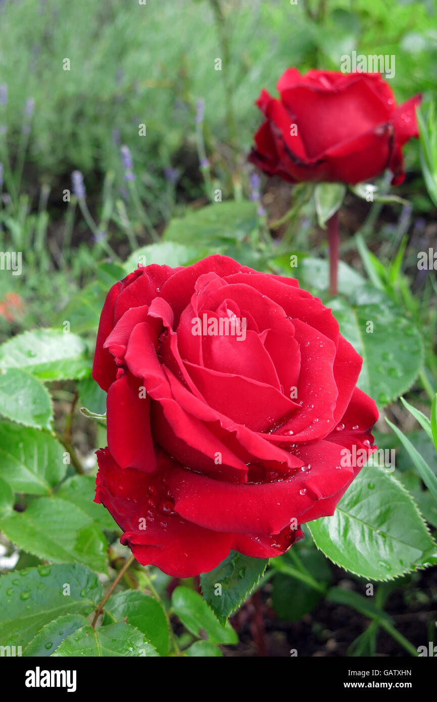 Ingrid bergman roses hi-res stock photography and images - Alamy