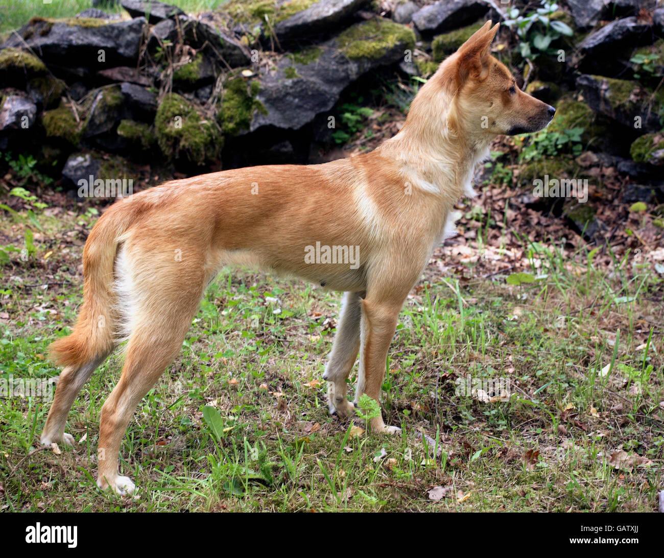 Korean Jindo Dog Stock Photo - Alamy