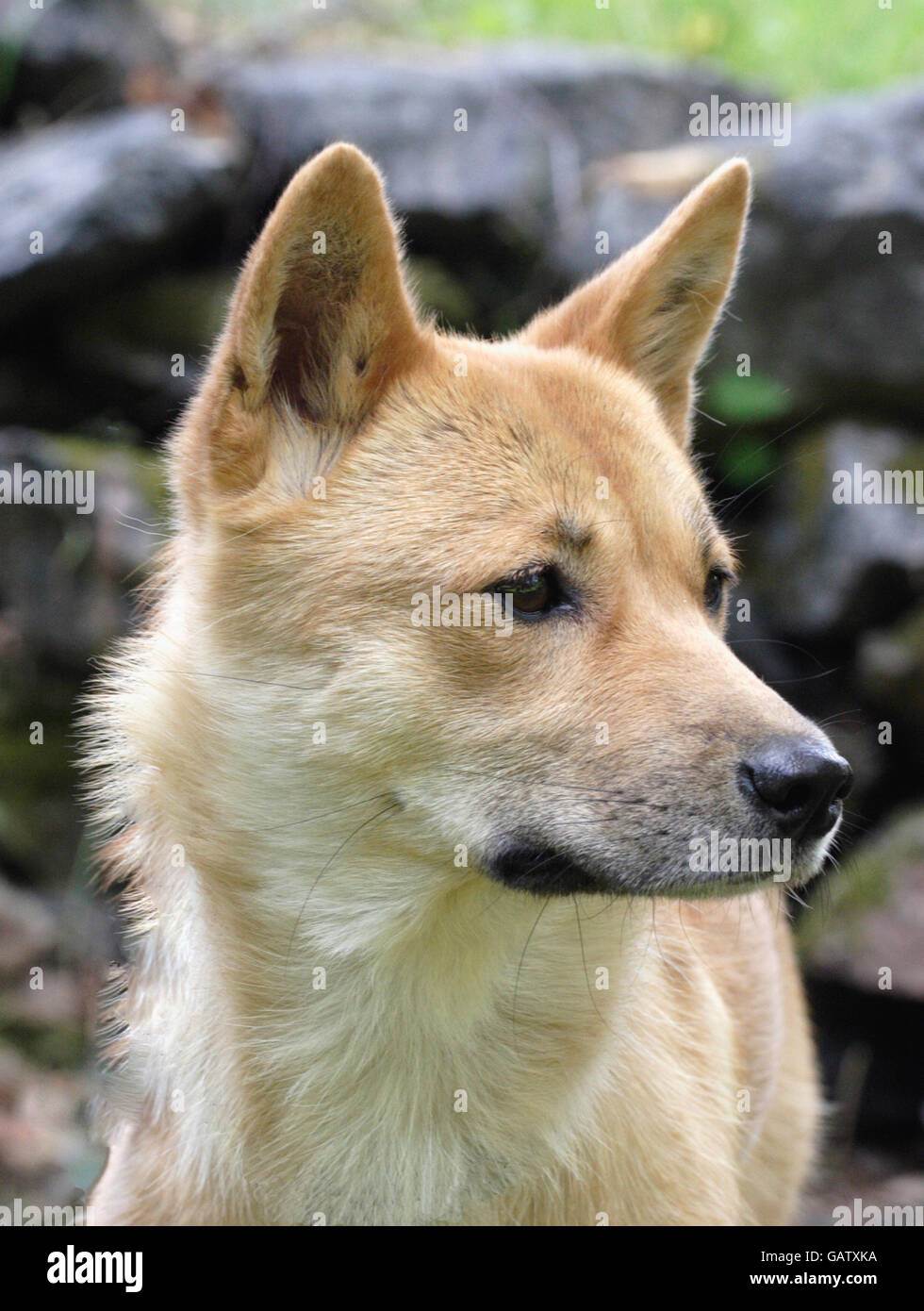 Korean Jindo Dog Stock Photo - Alamy