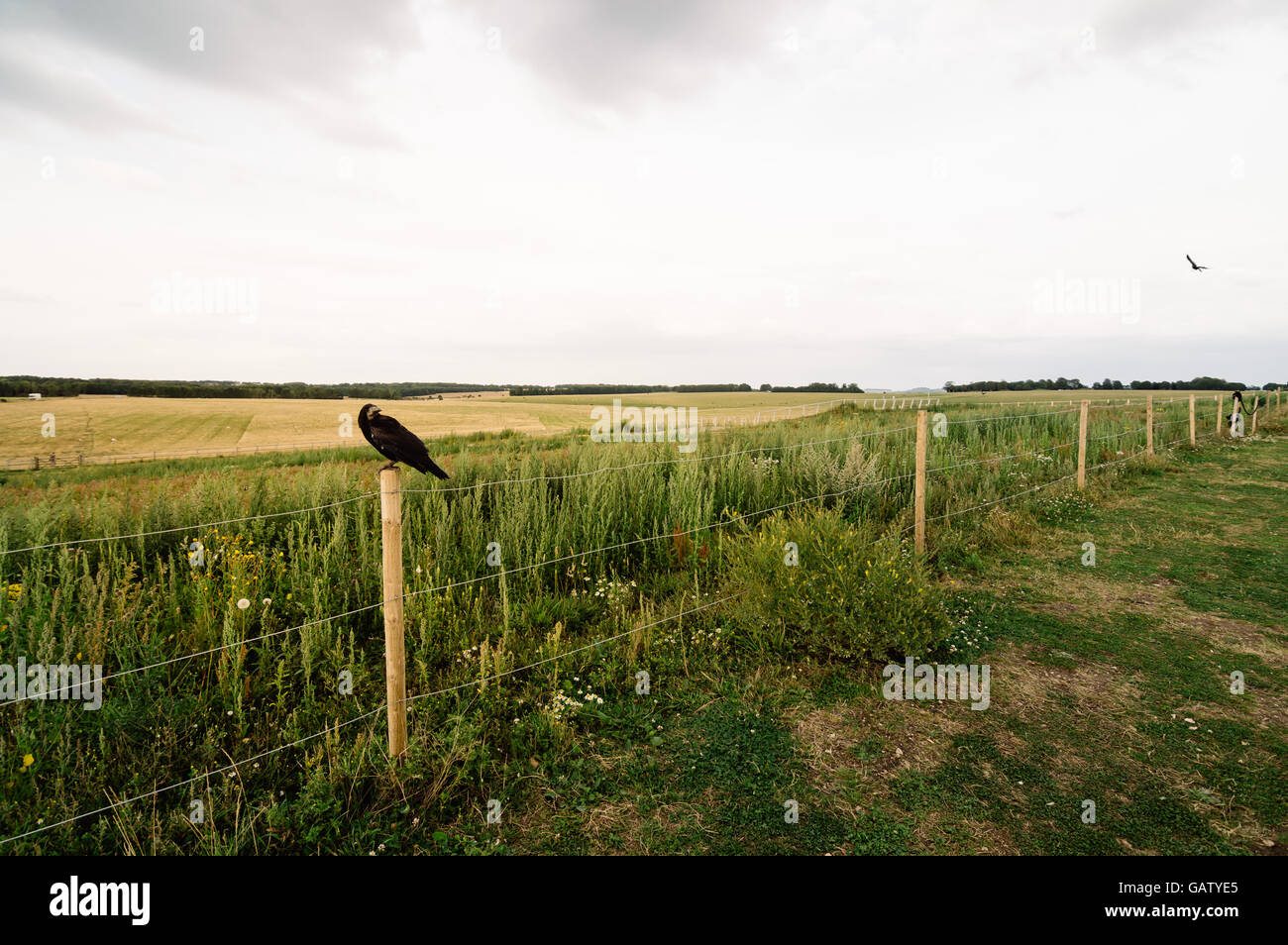 Crows fence hi-res stock photography and images - Alamy