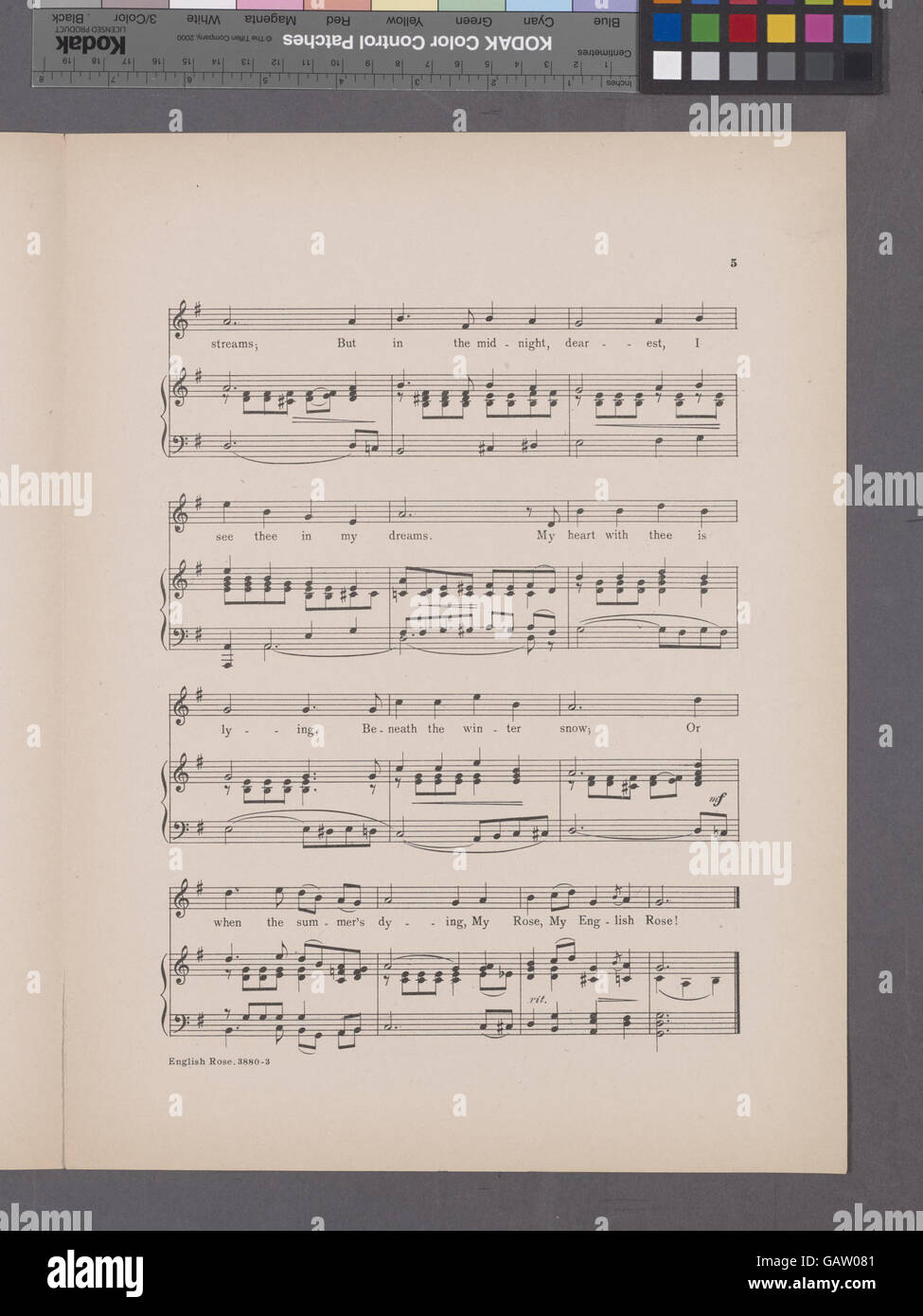 A poetic reflection on the symbol of the English rose, representing ...