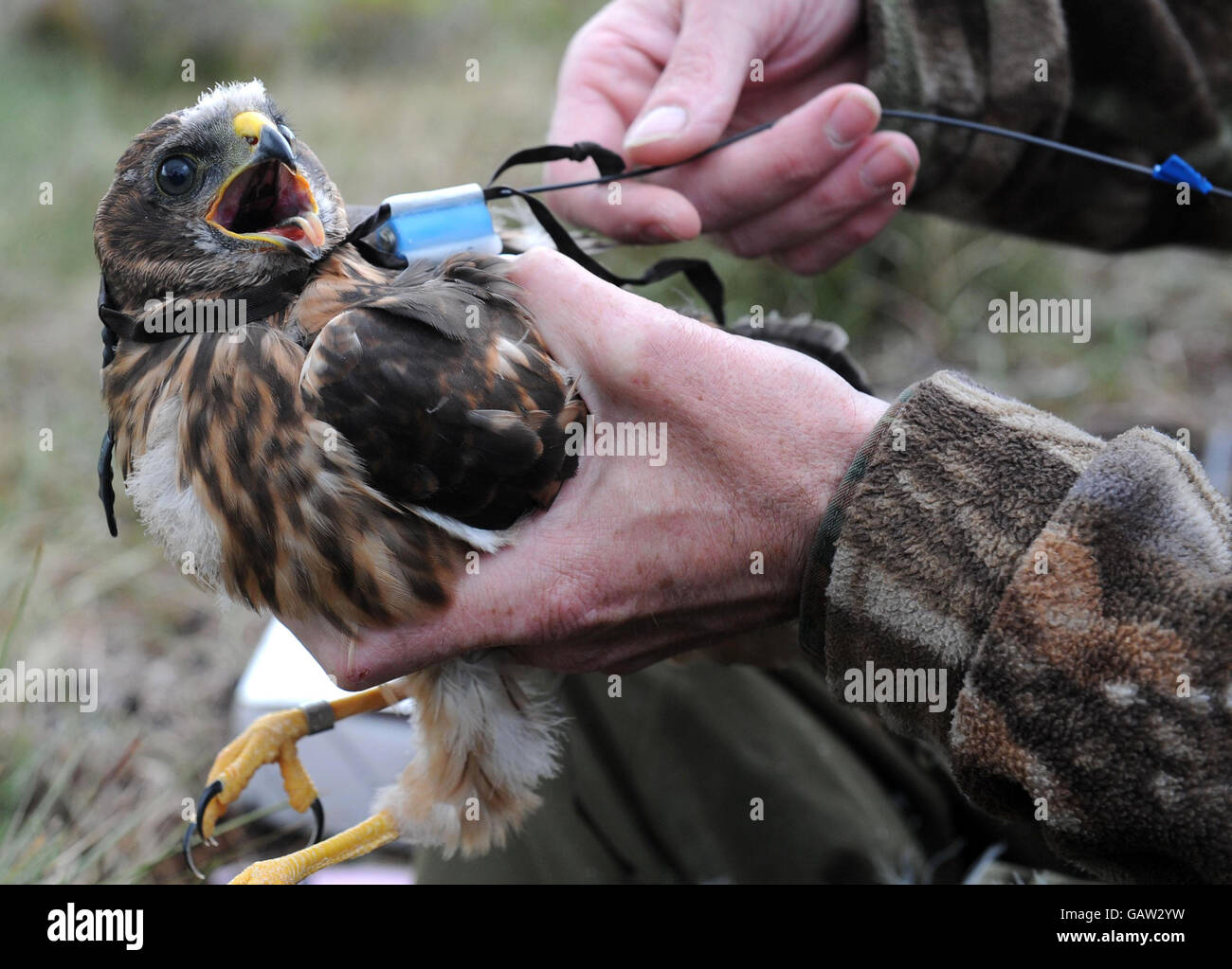 A rare one month old Hen Harrier chick which has been fitted with a ...