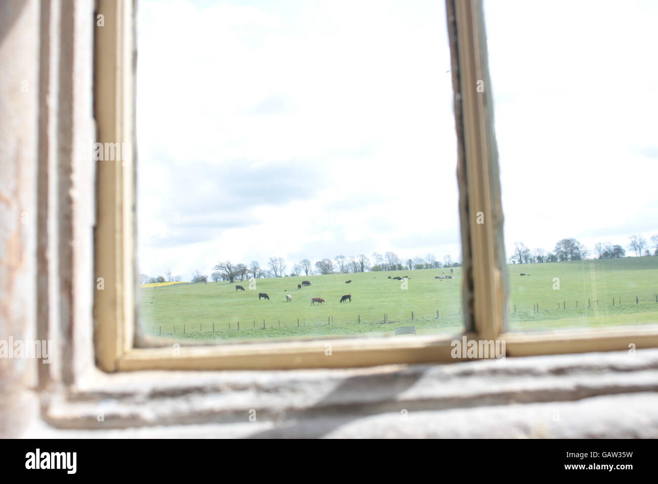 Cows through the window Stock Photo - Alamy