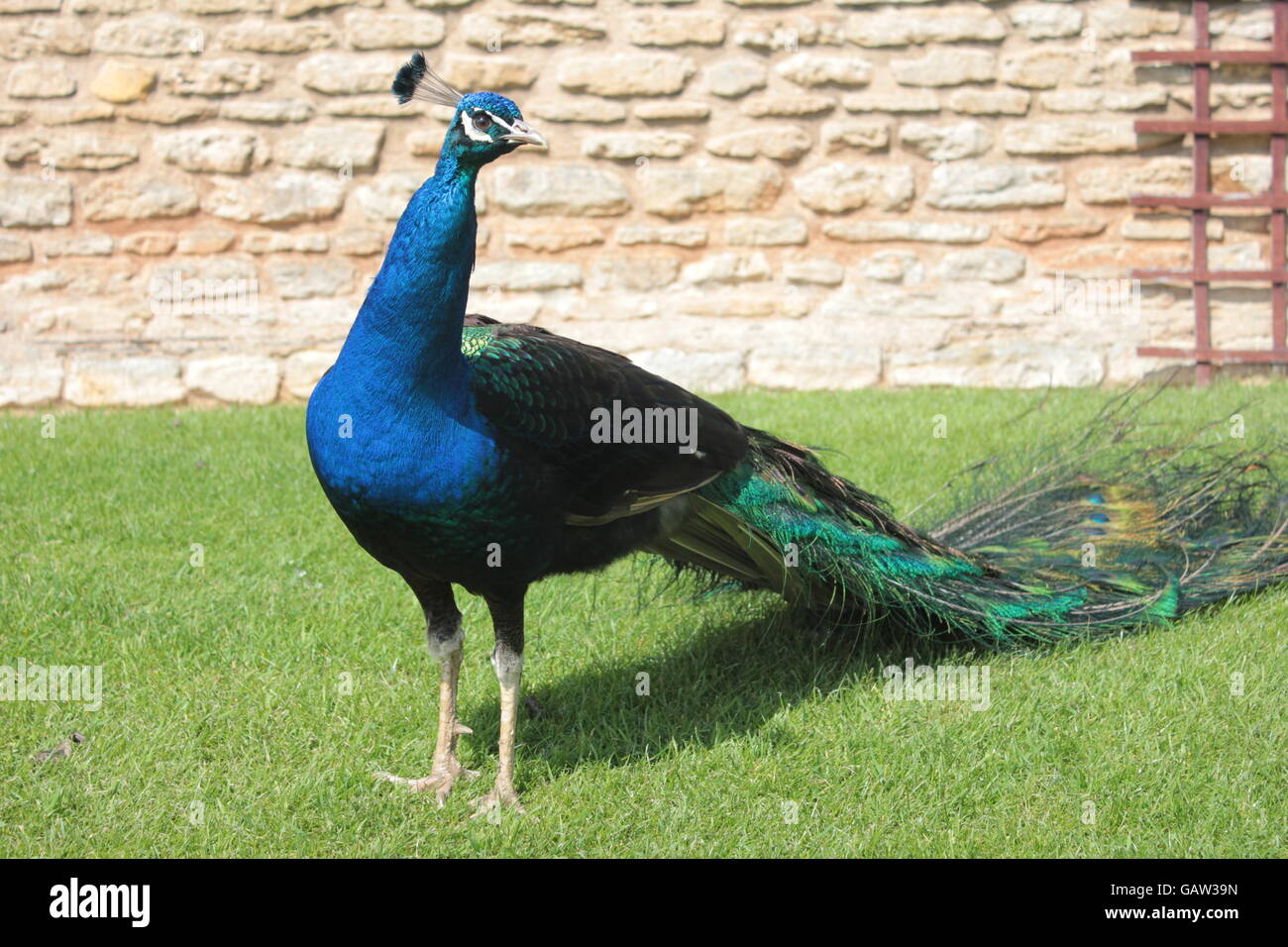 Coy bird hi-res stock photography and images - Alamy