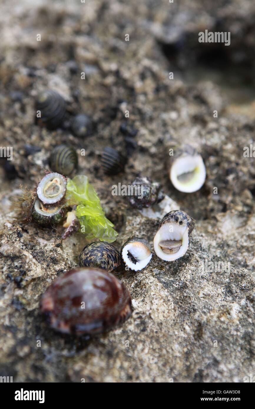 Wave zone hi-res stock photography and images - Alamy