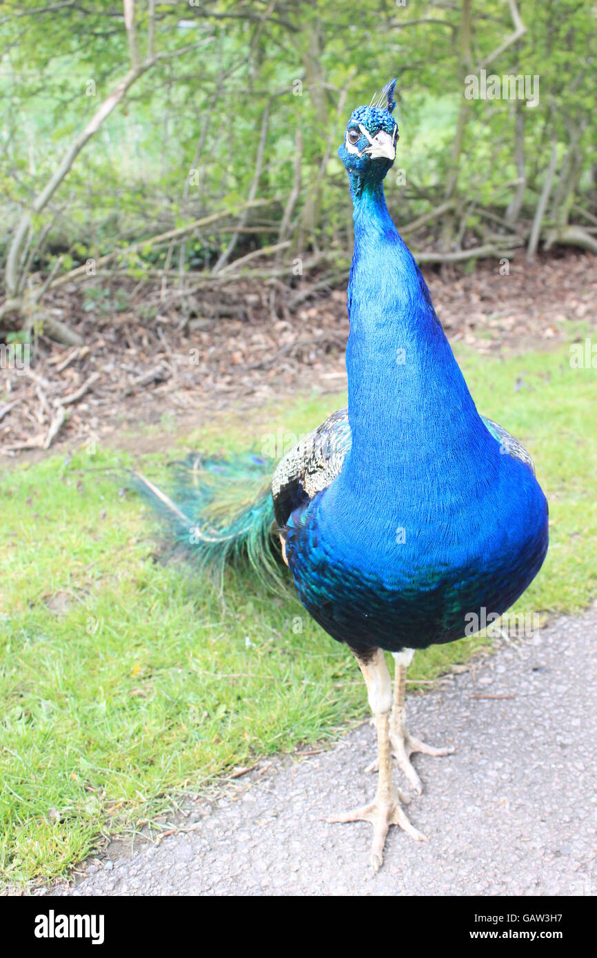 Male peacock bird Stock Photo - Alamy