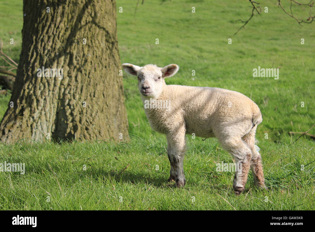 Lamb season hi-res stock photography and images - Alamy