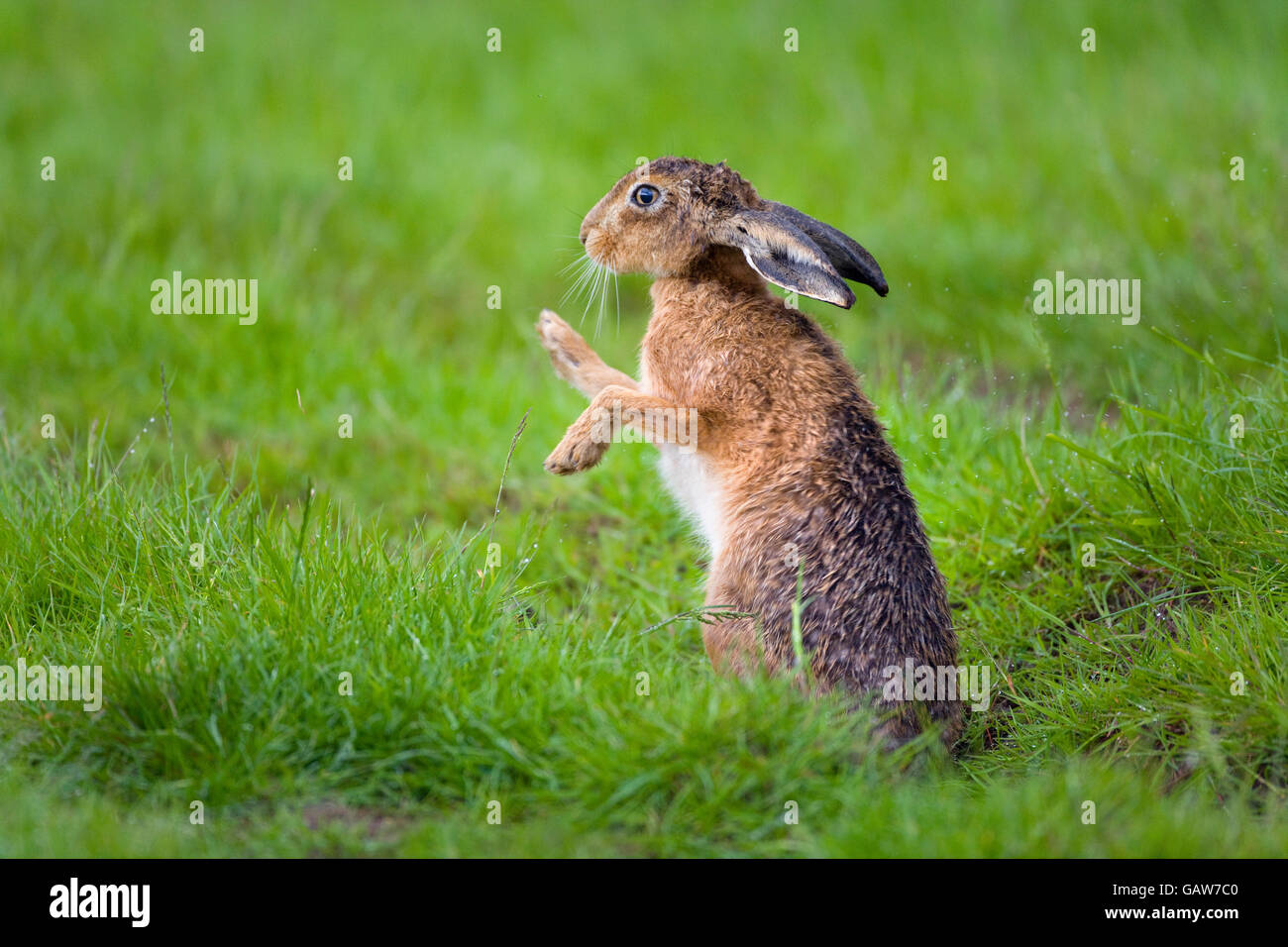 Brown Hare Lepus europaeus shaking rain from fur in grassland Stock ...