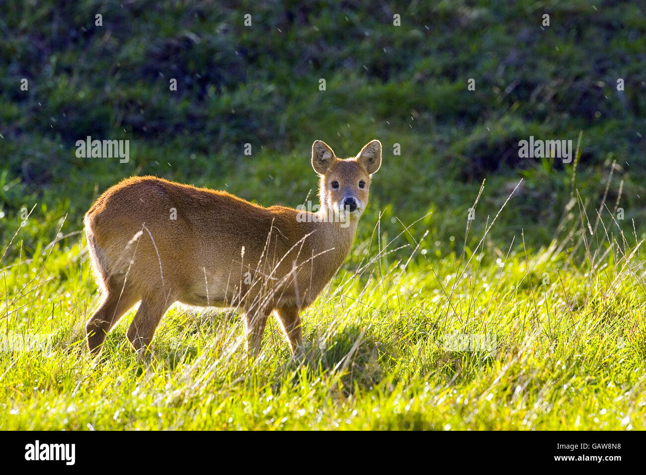 Chinese Water Deer Hydropotes inermis grazing in meadow North Norfolk ...