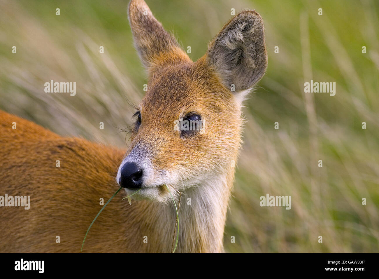 Chinese Water Deer Hydropotes inermis grazing in meadow North Norfolk ...