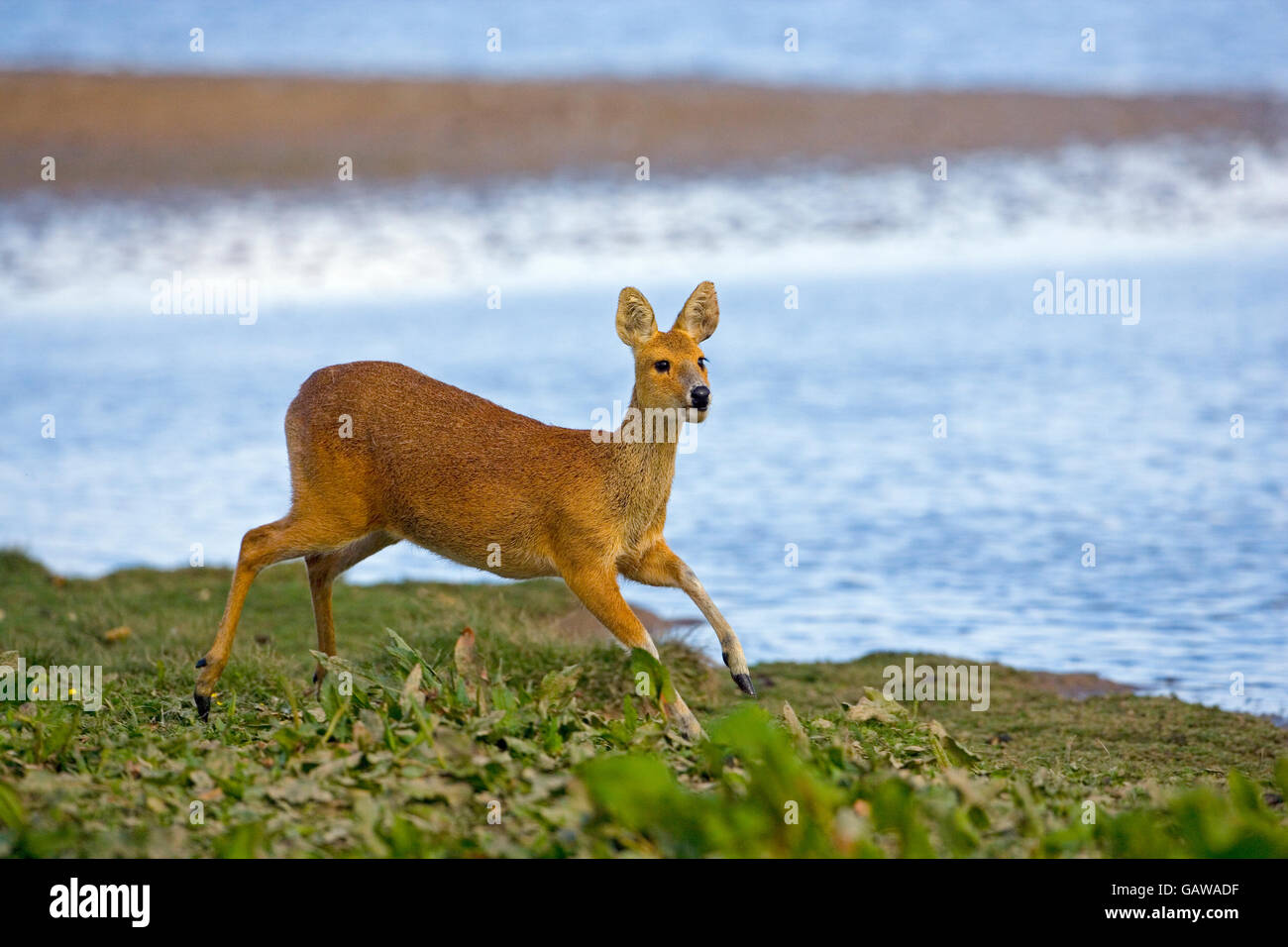 Chinese Water Deer Hydropotes inermis running on the bank of a river ...