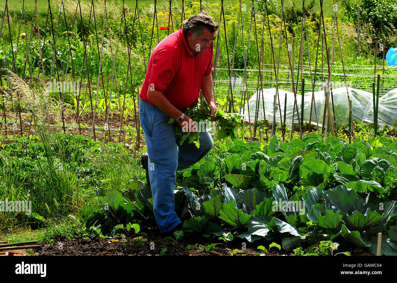 A general view of an allotment at Gotham, Nottinghamshire Stock Photo ...