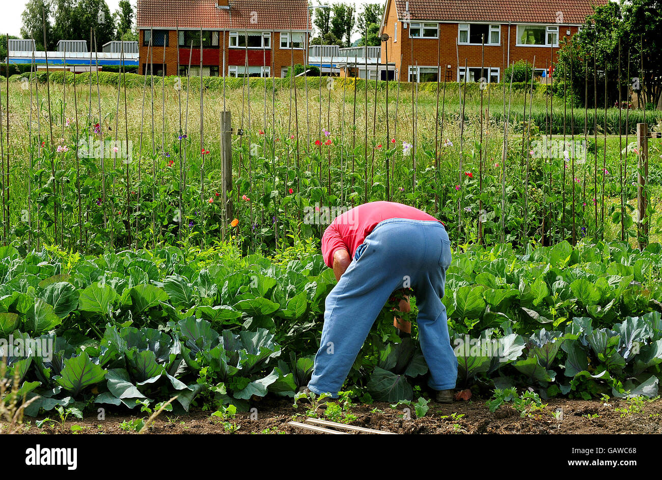 A general view of an allotment at Gotham, Nottinghamshire Stock Photo ...
