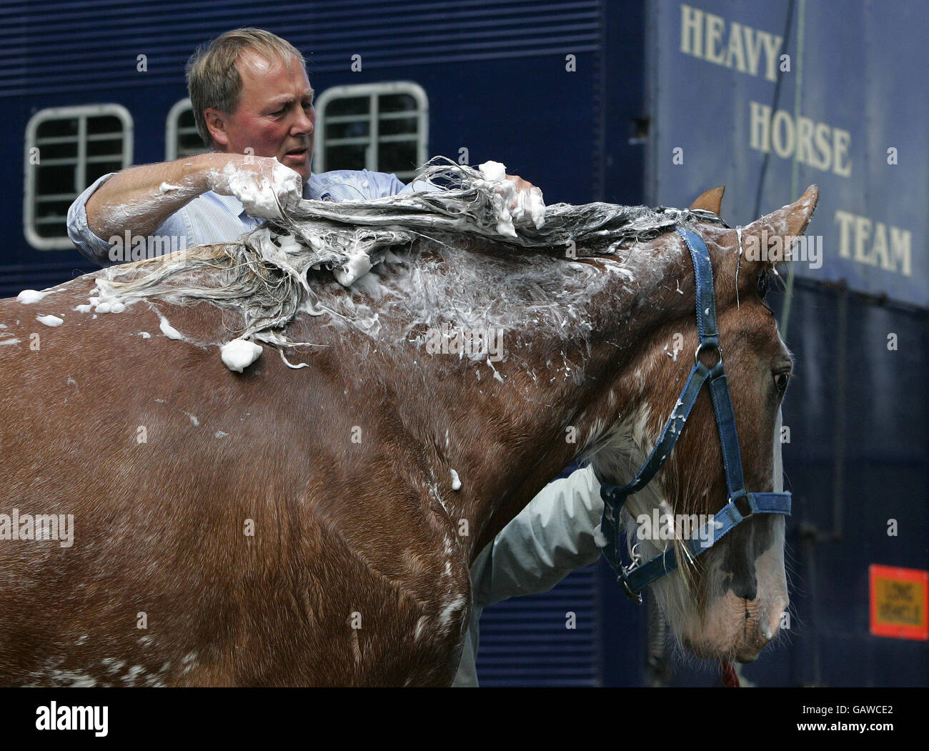 A farmer washed his Clydesdale horse as he prepares for judging at the ...