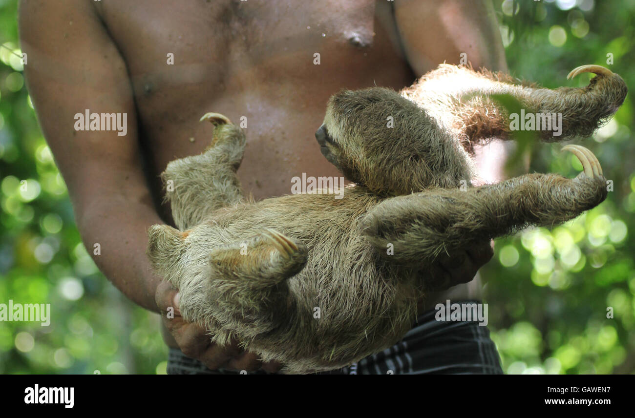 Closeup of a three toed sloth hi-res stock photography and images - Alamy