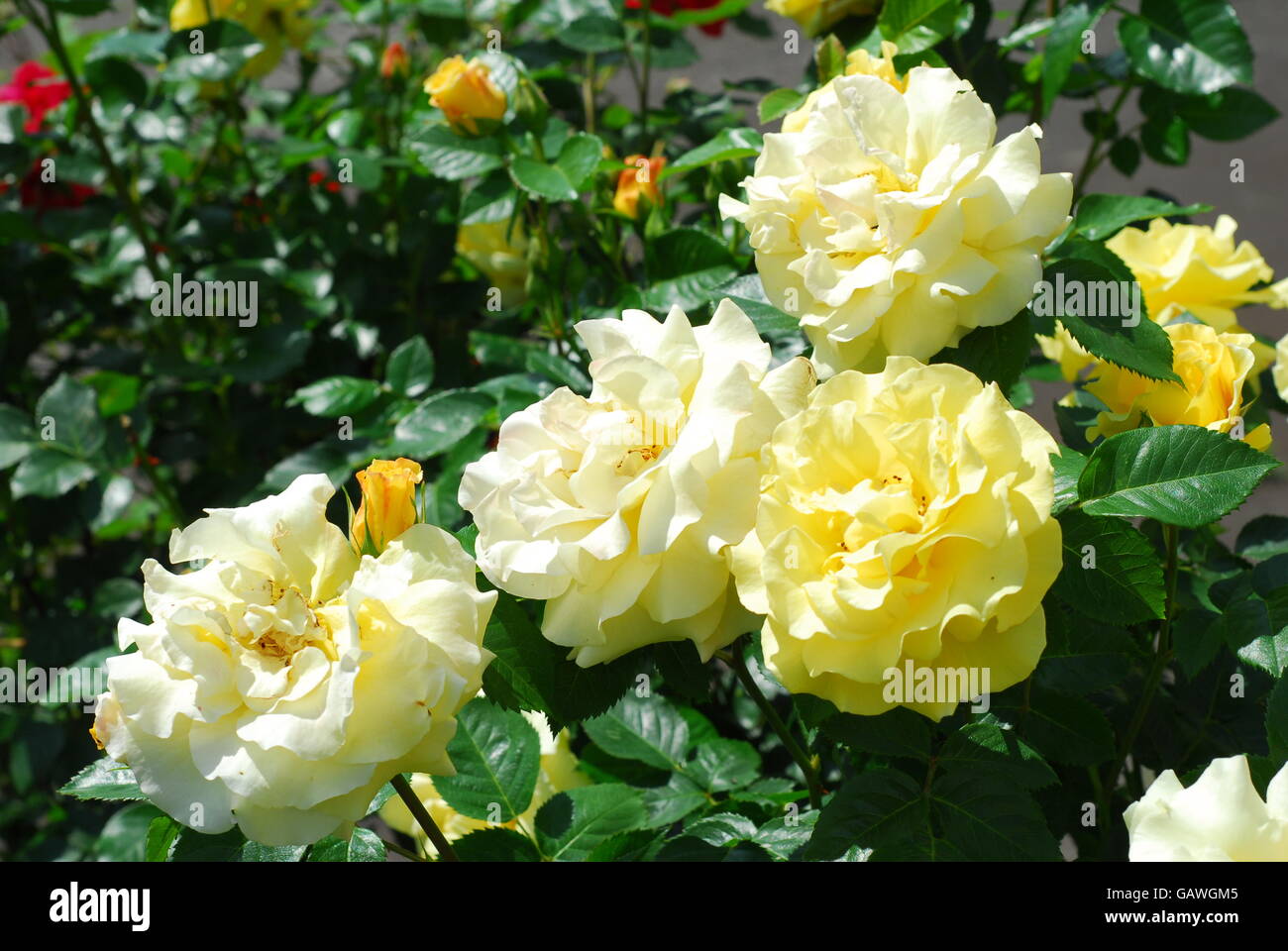 Creams roses hi-res stock photography and images - Alamy