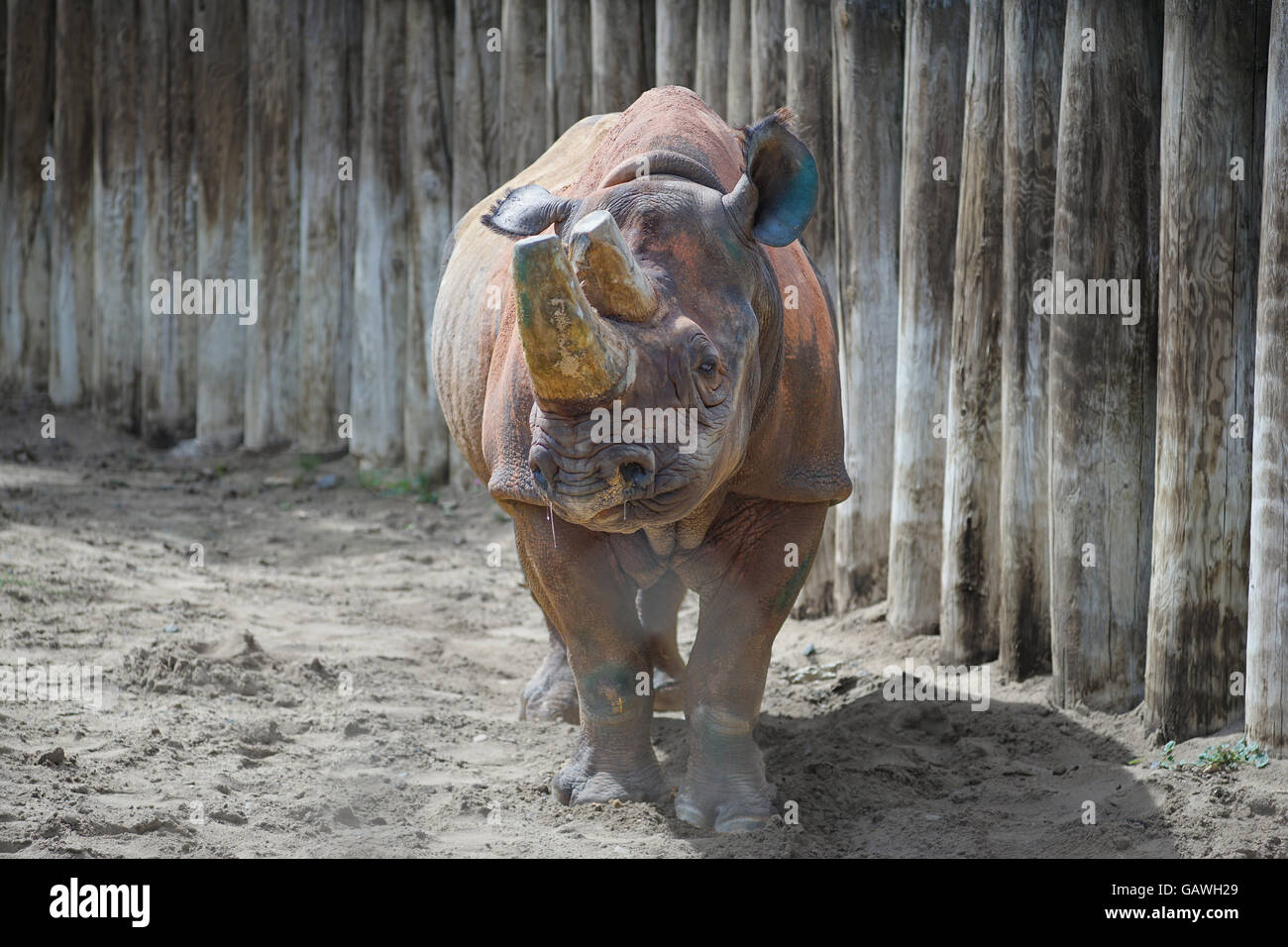 Rhino with sawed-off horns and runny noses Stock Photo - Alamy