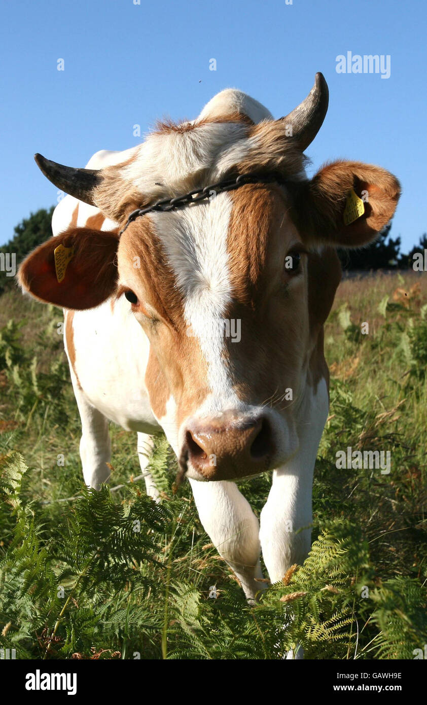 Guernsey stock. A general view of a Guernsey Cow, Guernsey, Channel ...