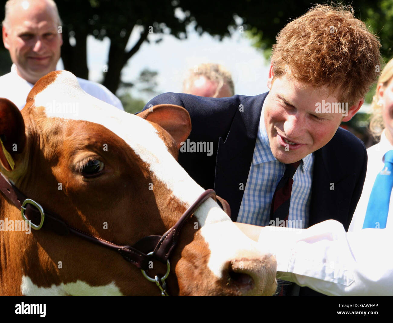 Cow lphli hi-res stock photography and images - Alamy