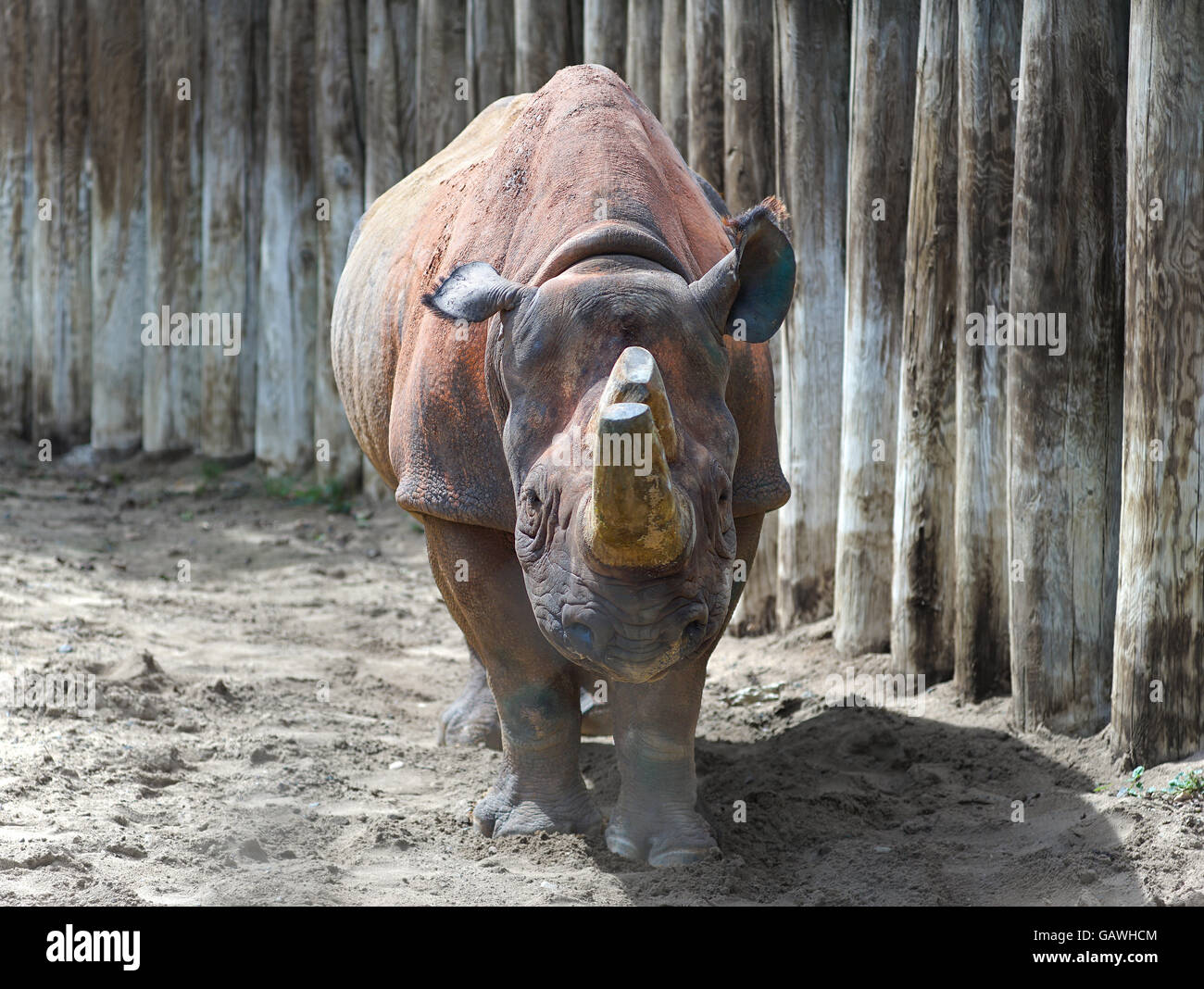 Horn sawn hi-res stock photography and images - Alamy