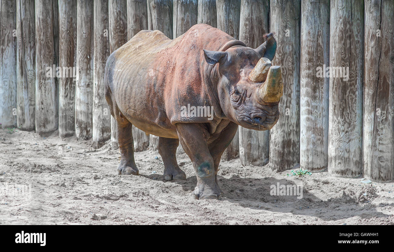 Rhinoceros horns sawn-off Stock Photo - Alamy