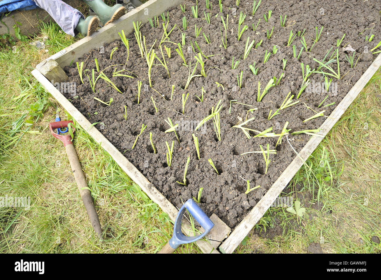 A raised seed bed at Ashley Vale allotments planted with leek seedlings ...
