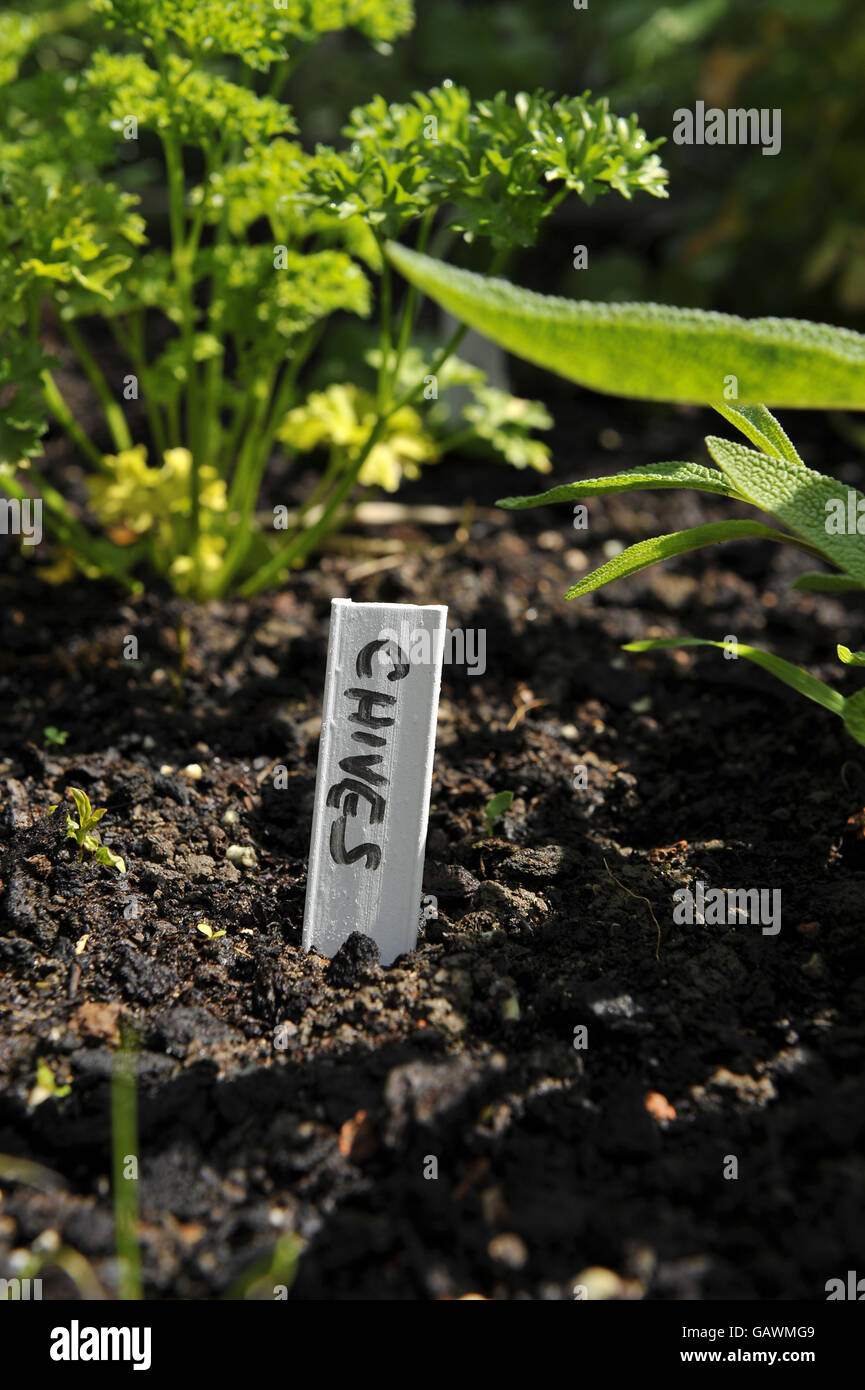 Ashley vale allotments photo credit should read hi-res stock ...