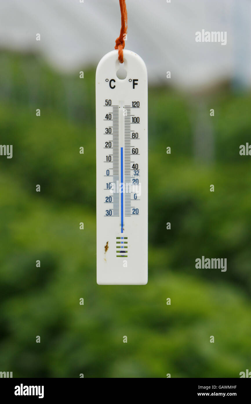 A thermometer alongside strawberries being grown in one of the many ...
