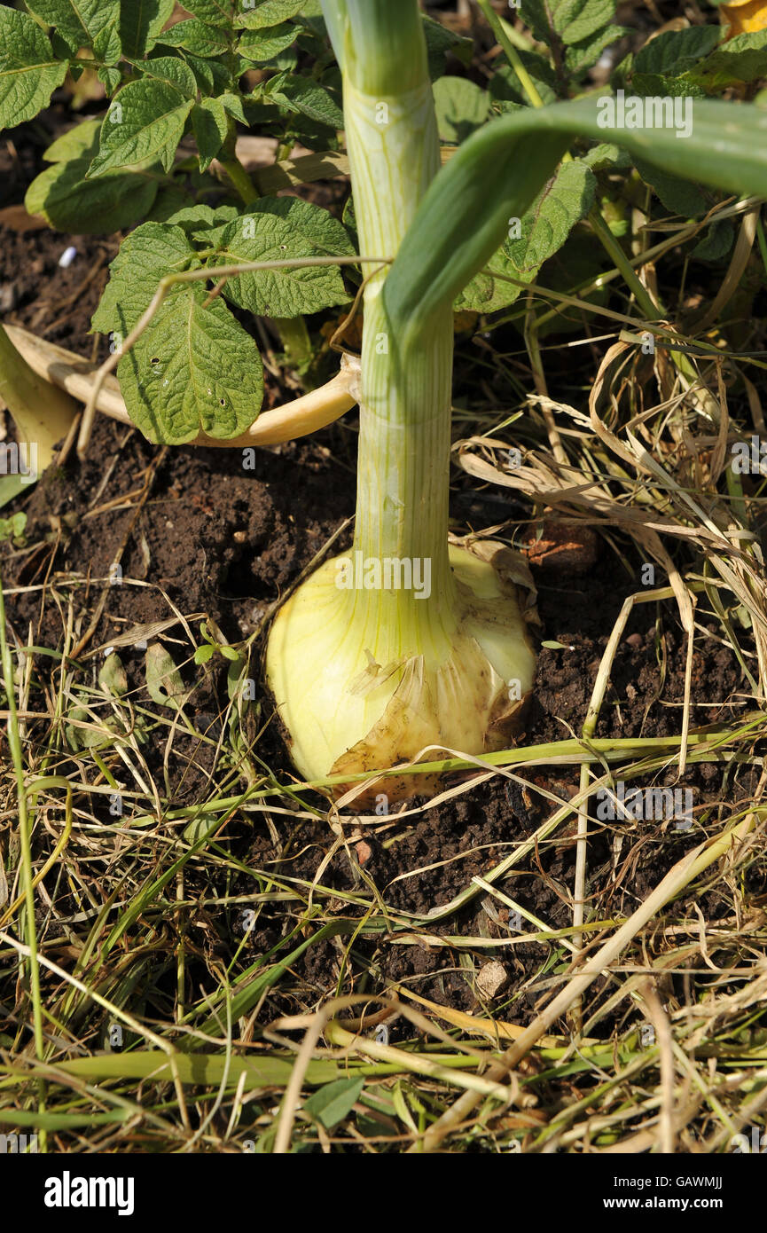 Onions grow at Ashley Vale allotments in Bristol Stock Photo - Alamy