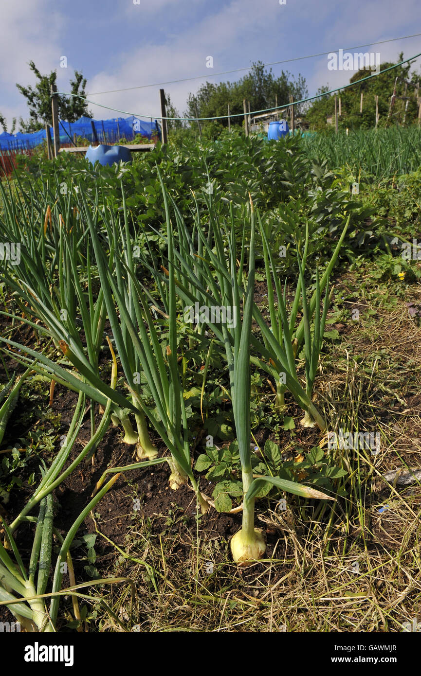 Ashley vale allotments in bristol hi-res stock photography and images ...