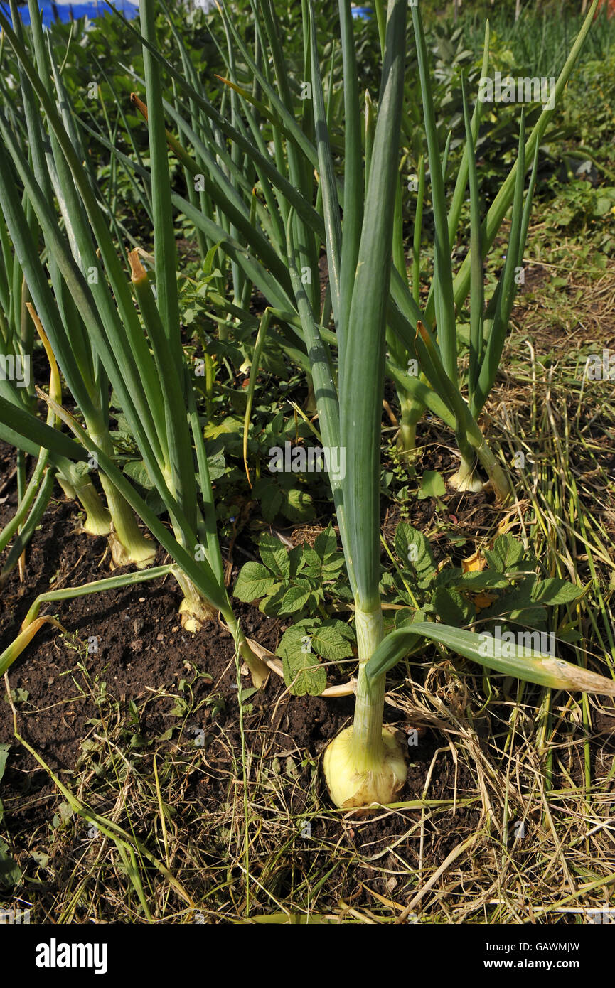 Onions grow at ashley vale allotments in bristol hi-res stock ...