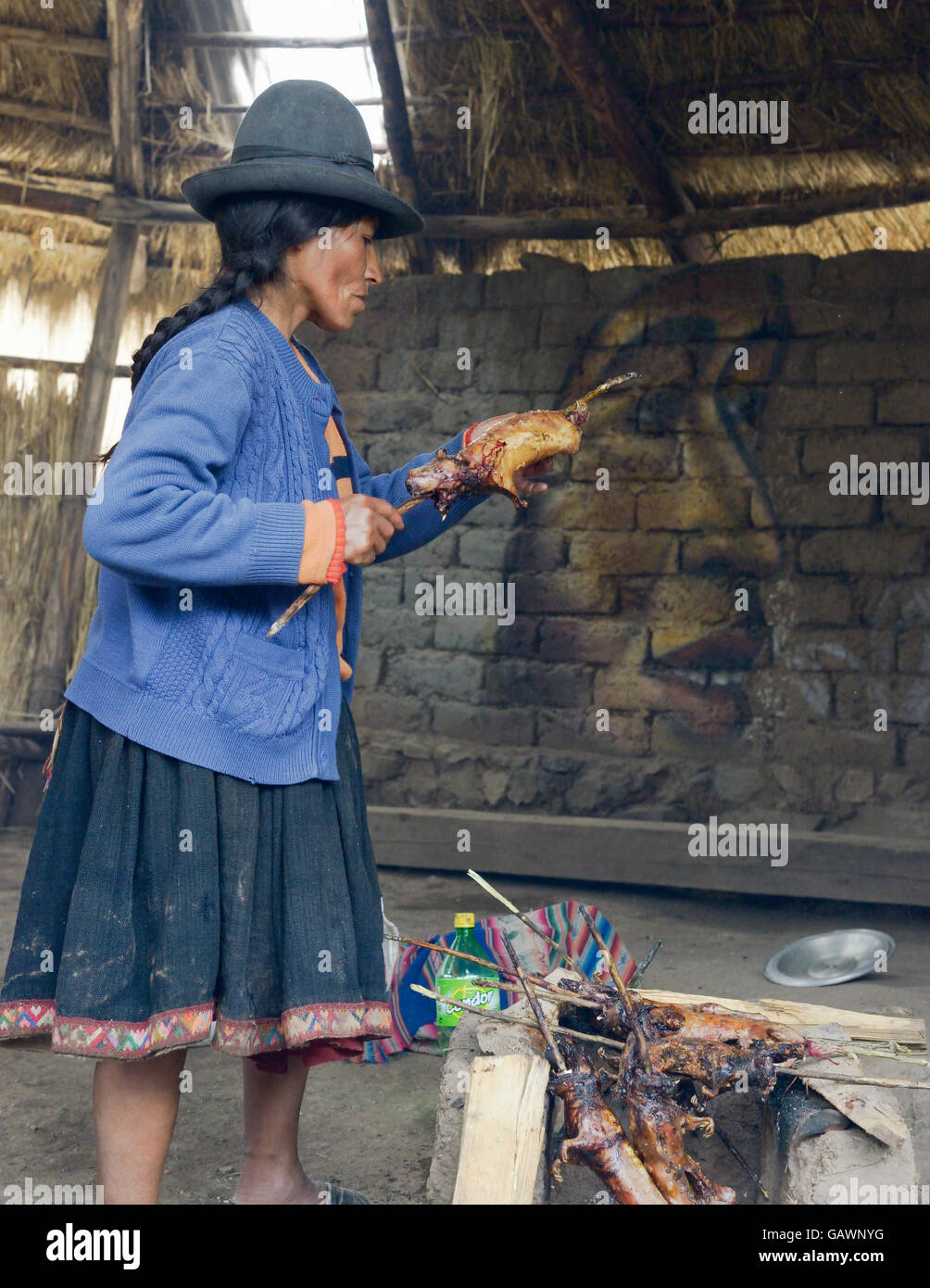 Native Peruvian woman preparing guinea pigs over fire. Guinea pigs are ...