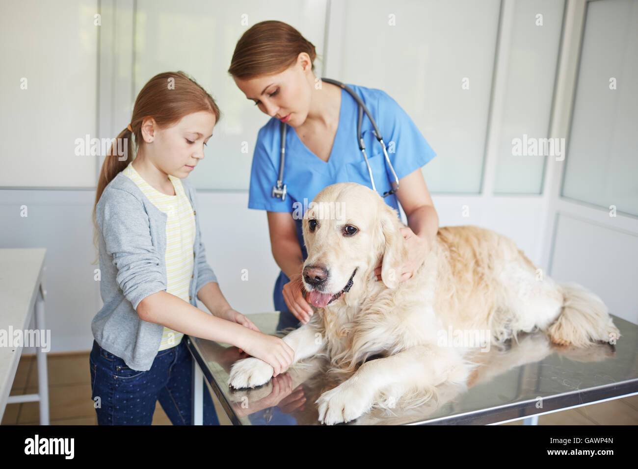 Examination of dog Stock Photo - Alamy