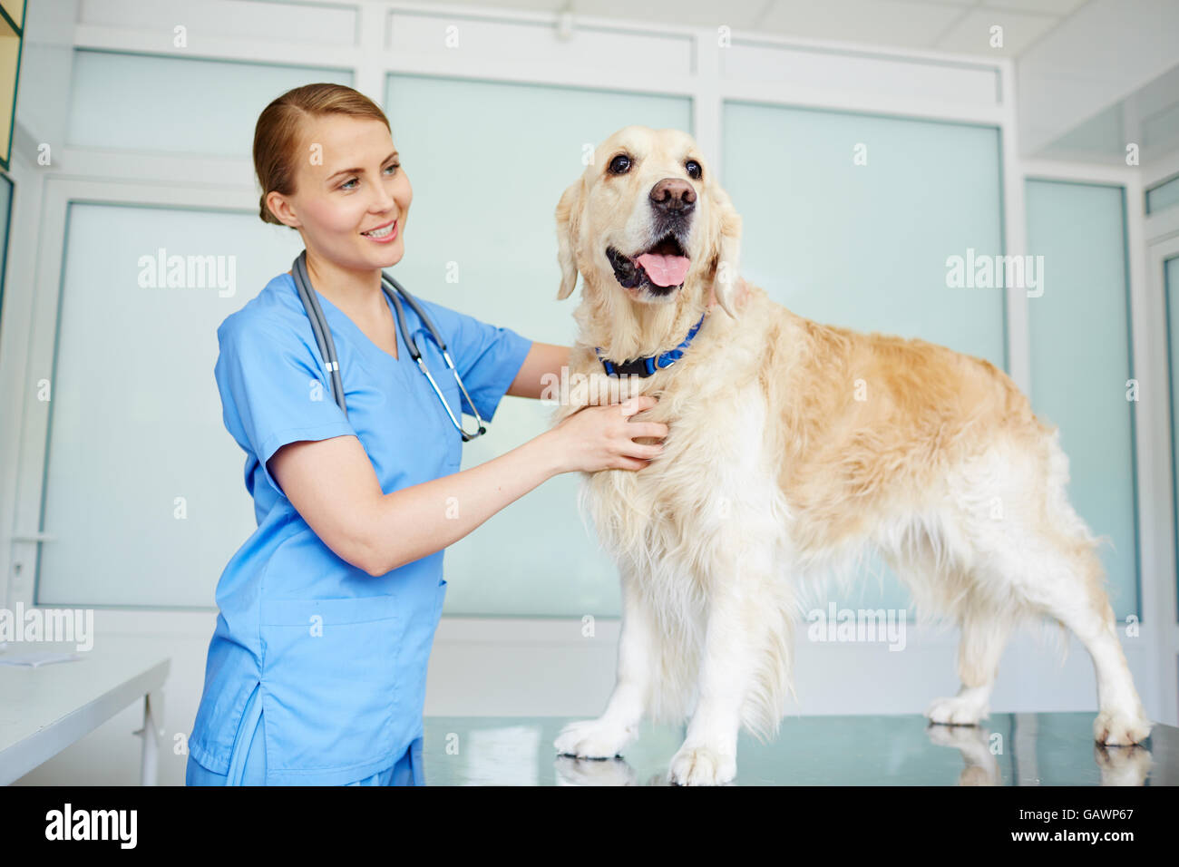 Healthy dog hi-res stock photography and images - Alamy