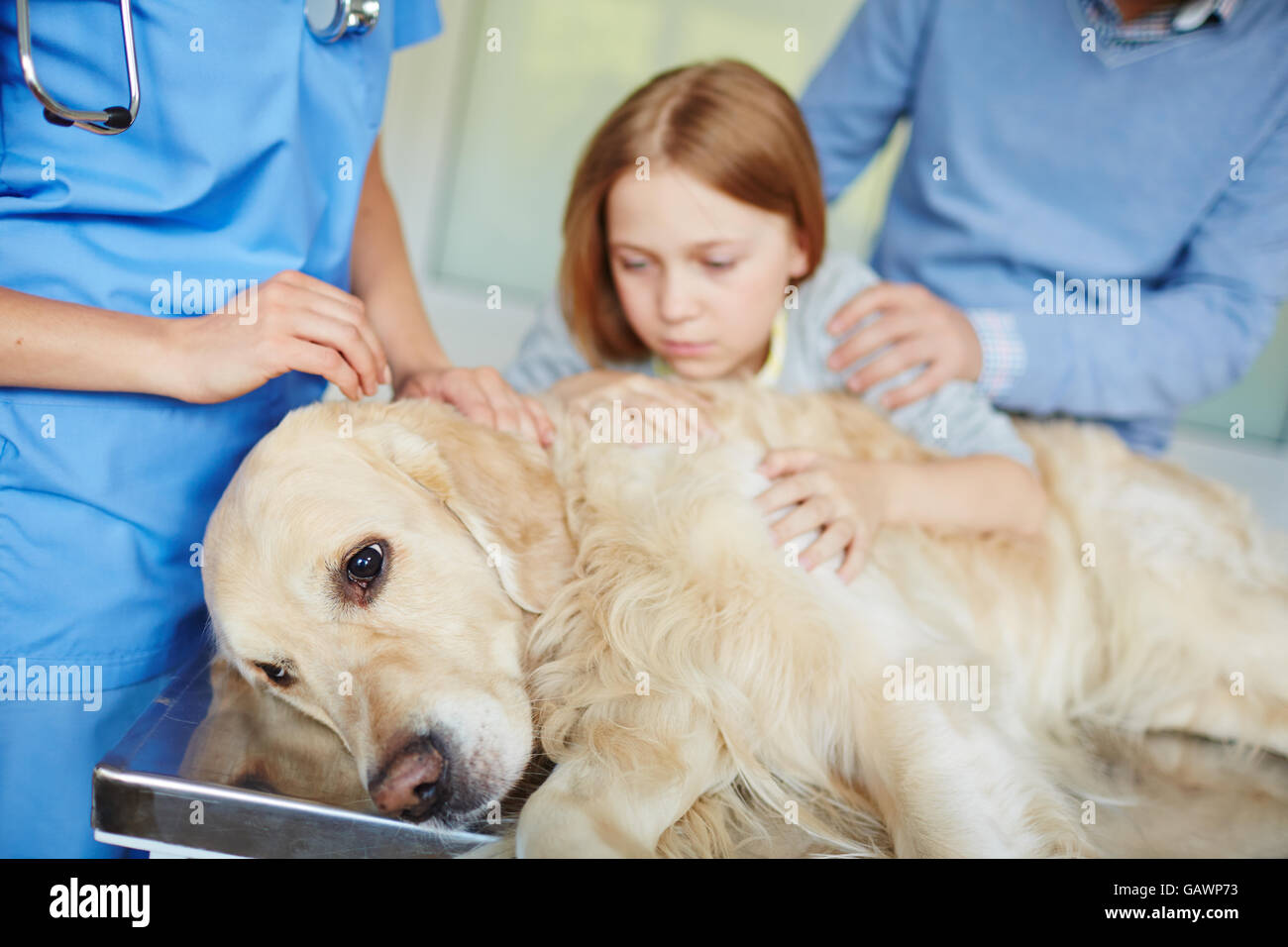 Sick animal hi-res stock photography and images - Alamy