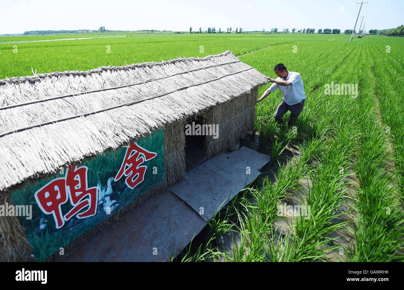 Duck rice field fields hi-res stock photography and images - Alamy