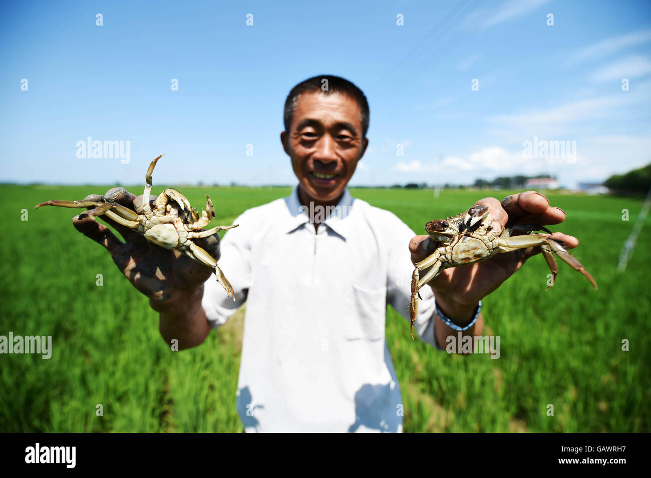 Using pesticides hi-res stock photography and images - Alamy