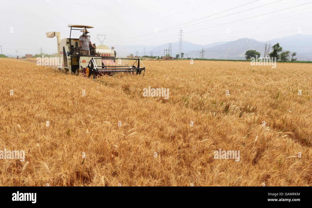 (160705) -- LINXIA, July 5, 2016 (Xinhua) -- A farmer drives a reaper ...