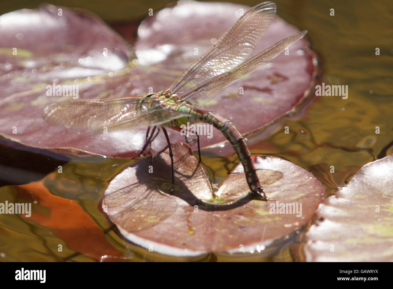 Dragonfly Eggs